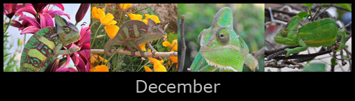2019 Chameleon Calendar | Page 2 | Chameleon Forums
